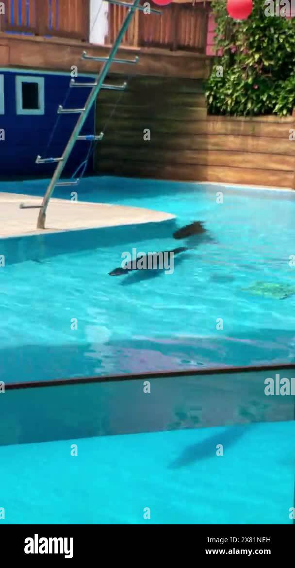 Two Bottlenose dolphins play in a swimming pool in front of zoo ...