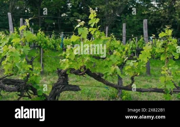 Fresh green grape vines thrive in a vineyard during spring, creating a ...