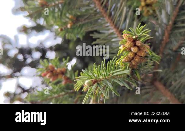 Pollen explosion Stock Videos & Footage - HD and 4K Video Clips - Alamy