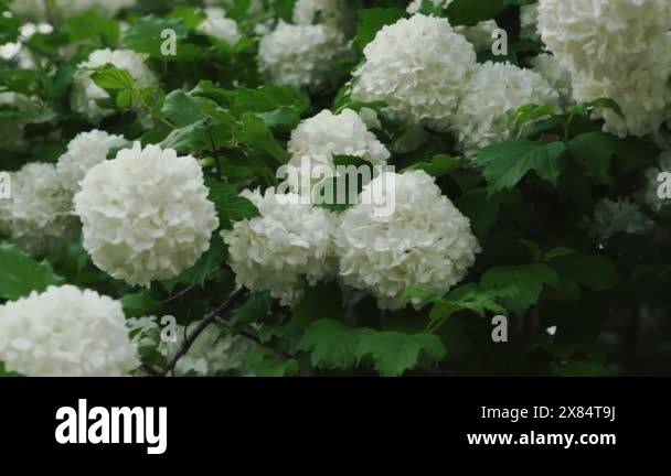 Abstract hydrangea Stock Videos & Footage - HD and 4K Video Clips - Alamy