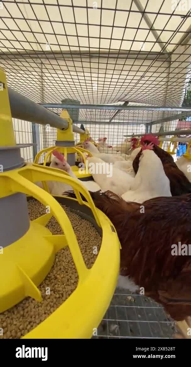 Poultry industry. Layer farms. Vertical footage of chickens on the egg ...
