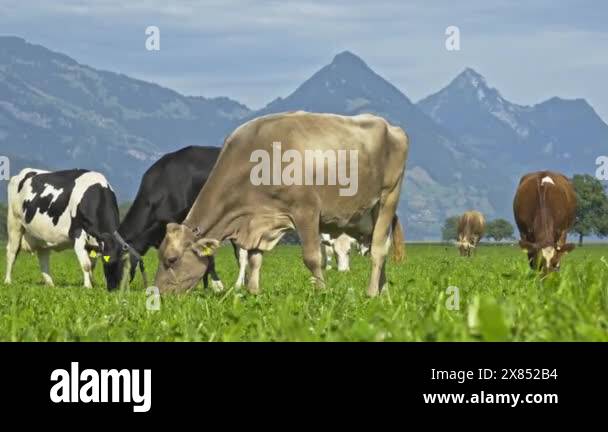 Cow on a summer pasture. Herd of cows grazing in Alps. Holstein cows ... Cow on a summer pasture. Herd of cows grazing in Alps. Holstein cows ...