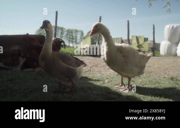 Domestic geese and chickens in the pen of the chicken coop in the ...