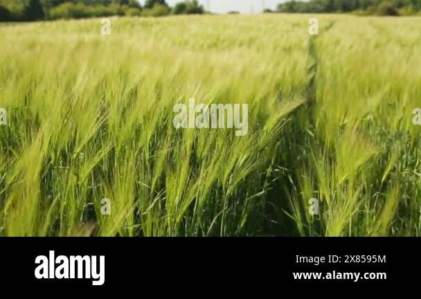 Barley barley field Stock Videos & Footage - HD and 4K Video Clips - Alamy