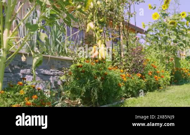 CLOSE UP: Shredded leaves and bruised vegetables after summer storm ...