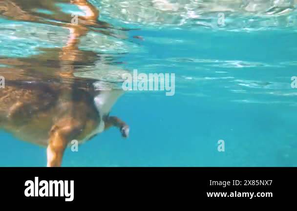 UNDERWATER SLOW MOTION: Doggy paddle style of a mixed breed dog ...