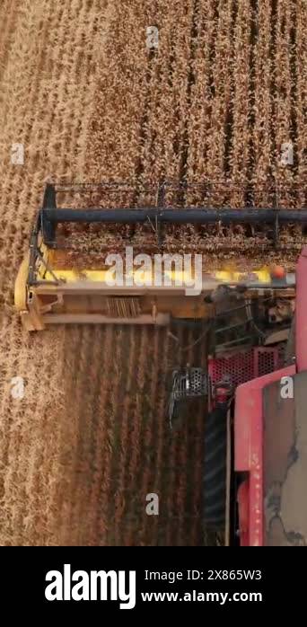 Harvester cutting mechanism mows the crop of dry wheat. Drone view of a ...