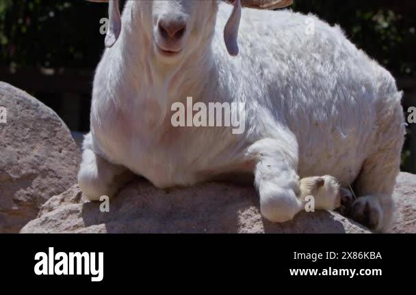 Sheep and Goats Prepared for Eid al-Adha in Islam Stock Video Footage ...