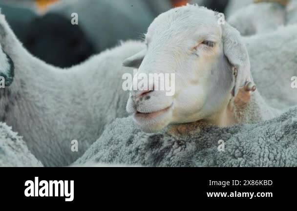 Sheep and Goats Prepared for Eid al-Adha in Islam Stock Video Footage ...