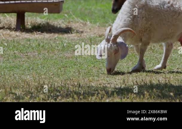 Sheep and Goats Prepared for Eid al-Adha in Islam Stock Video Footage ...