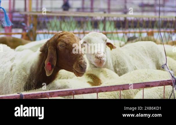 Sheep and Goats Prepared for Eid al-Adha in Islam Stock Video Footage ...