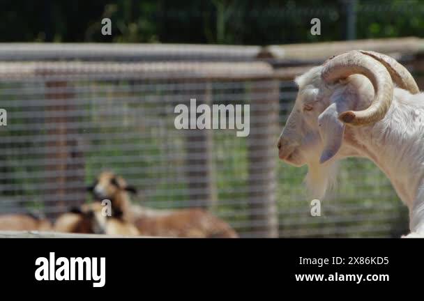Sheep and Goats Prepared for Eid al-Adha in Islam Stock Video Footage ...