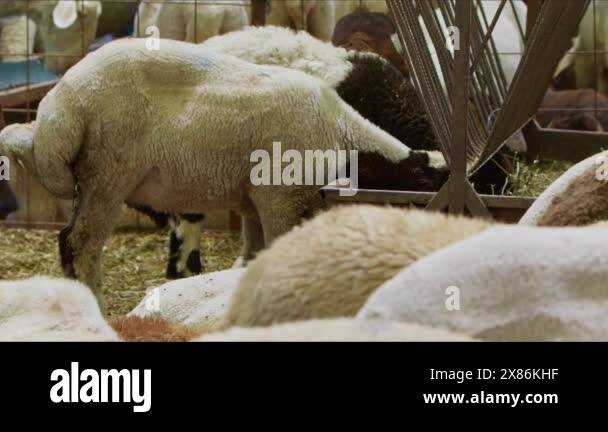 Sheep and Goats Prepared for Eid al-Adha in Islam Stock Video Footage ...