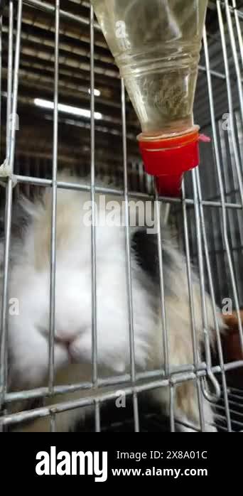 American Fuzzy lop rabbit in an iron trellis cage drinking water Stock ...