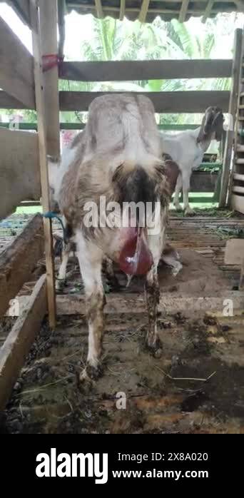 Goat gives birth to goat by exiting amniotic sac, farmer helps goat ...