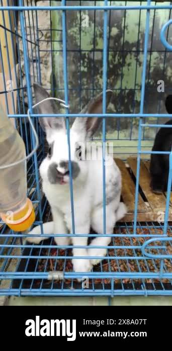 Three tails Stock Videos & Footage - HD and 4K Video Clips - Alamy