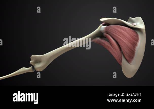Rotator cuff shoulder trauma Stock Videos & Footage - HD and 4K Video ...