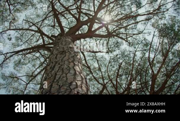 The trunk and expansive branches of a tall pine tree reach towards the ...
