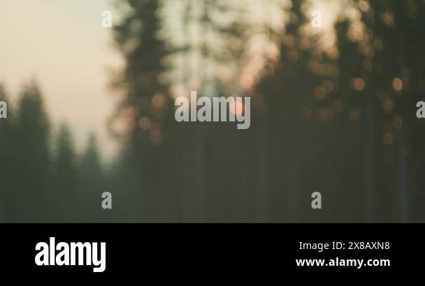 Blurry dark forest Stock Videos & Footage - HD and 4K Video Clips - Alamy