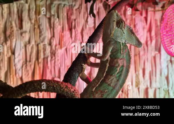 Yemen chameleon close-up. Chamaeleo calyptratus. Chameleon in a ...