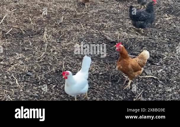 Chicken farm free range Stock Videos & Footage - HD and 4K Video Clips ...