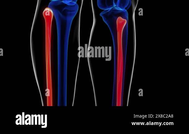 Human skeleton fibula bone anatomy 3D animation for medical concept ...
