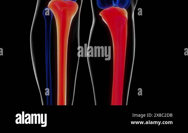 Tibia anatomy Stock Videos & Footage - HD and 4K Video Clips - Alamy