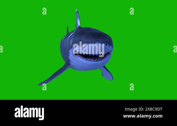 Shark top quality green screen backgrounds 4k, Easy editable green ...