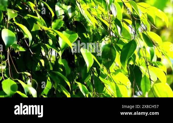Fig tree pot Stock Videos & Footage - HD and 4K Video Clips - Alamy