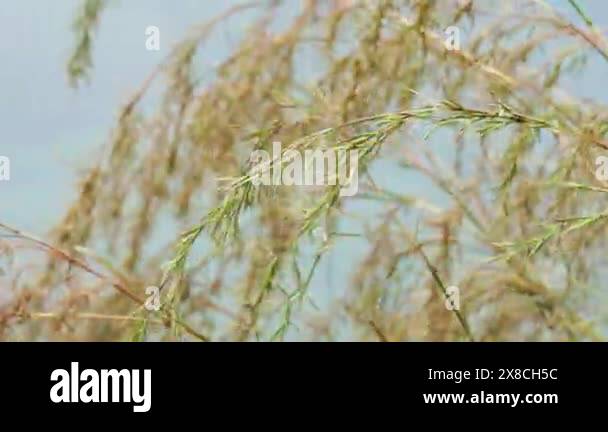 Citronella grass cymbopogon nardus Stock Videos & Footage - HD and 4K ...