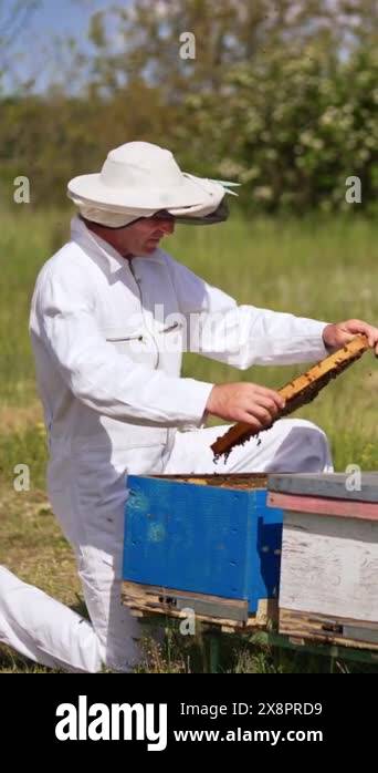 Man in white outfit kneeled in front of one of his hives. Apiarist ...