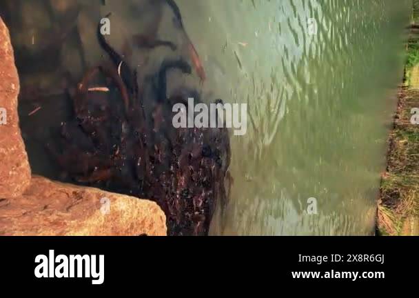 Nightcrawlers Stock Videos & Footage - HD and 4K Video Clips - Alamy