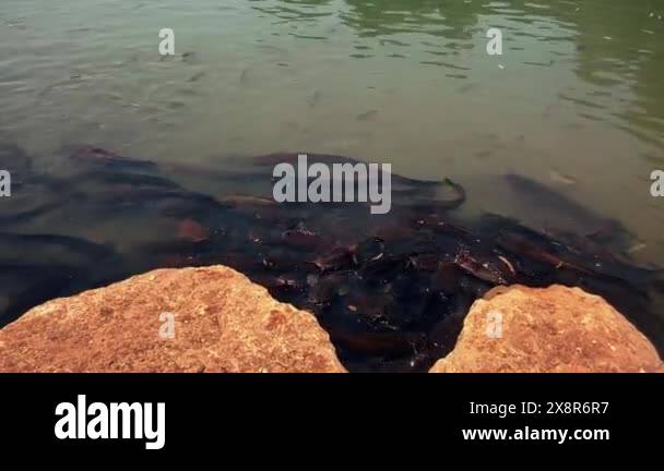 catfish in a pond came to eat. A huge flock of catfish feeding in a ...