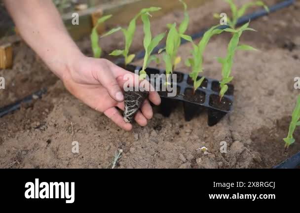 Planting corn seedlings. A male farmer shows the root system of a small ...