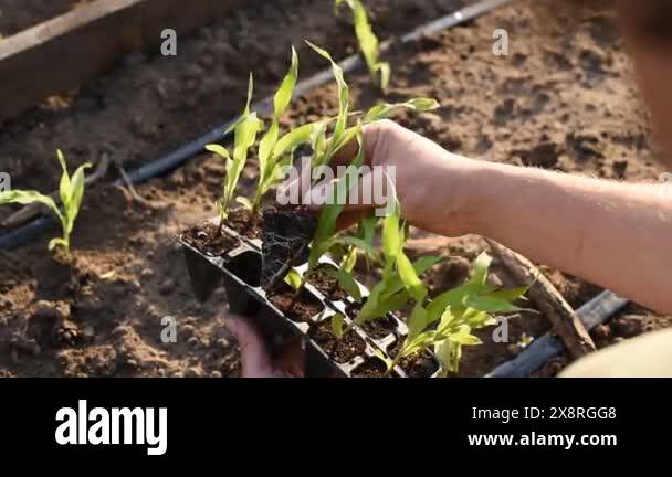 Planting corn seedlings. A male farmer shows the root system of a small ...