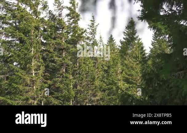 Breeze wind blowing in green forest and moving with spruce trees in ...