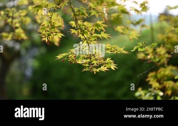 Beautiful japanese maple tree Stock Videos & Footage - HD and 4K Video ...