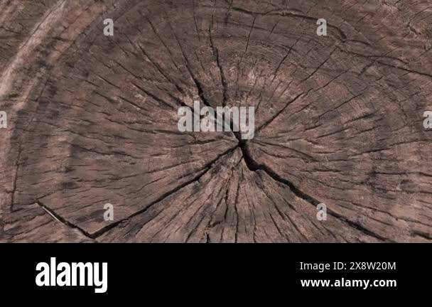 meticulous craftsmanship of a smoothly cut tree surface, revealing the ...