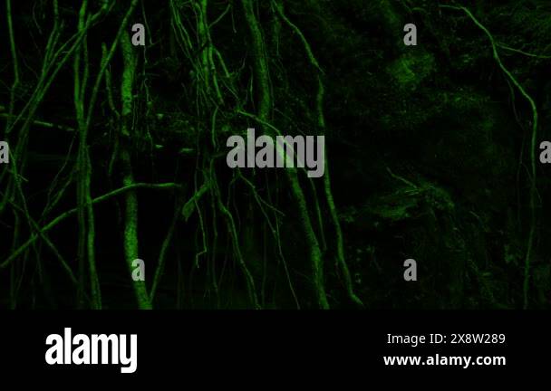 Creepy roots Stock Videos & Footage - HD and 4K Video Clips - Alamy