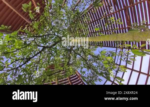 Tilt down, tree growing in the middle of the metal balcony at the park ...