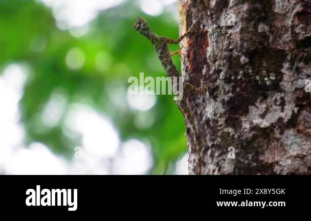 Draco volans (Cekibar, cecak terbang, cicak terbang, klarap, common ...