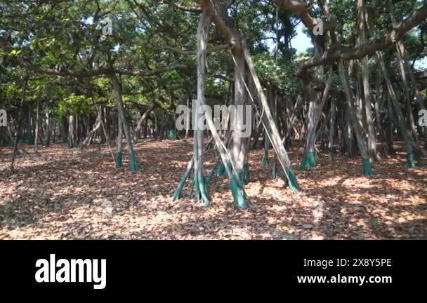 Video of the Great Banyan tree,Ficus benghalensis,at Acharya Jagadish ...