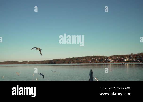Seagull feeding - Very friendly seagull takes bread, Feeding Bird ...