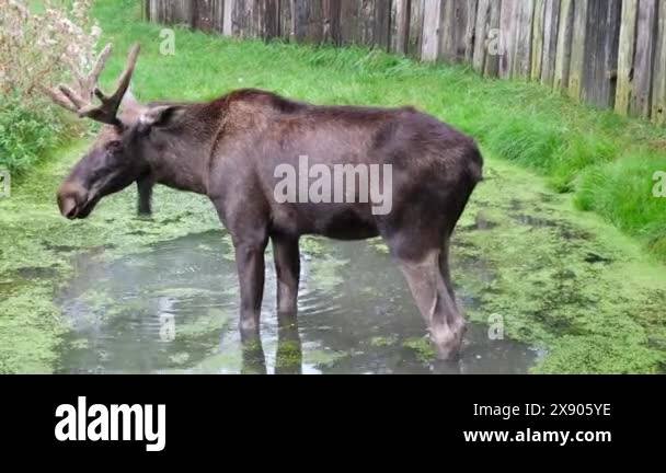 Moose in the natural environment stands in the lake and shakes. Close ...