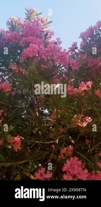 It rains during the night, This footage captures the sound of rain ...