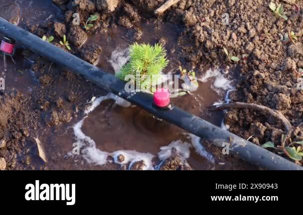 Damp soil Stock Videos & Footage - HD and 4K Video Clips - Alamy