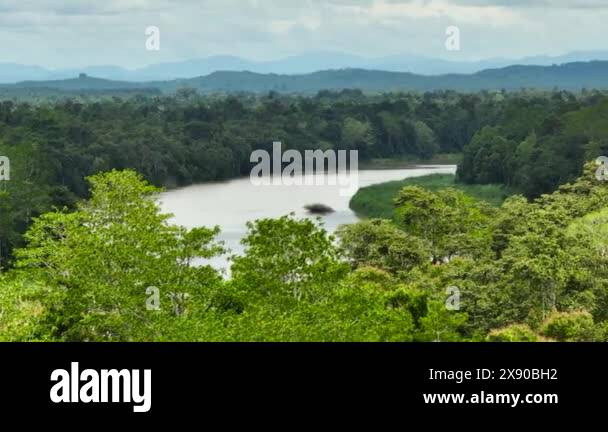 Asia kinabatangan malaysia rainforest sabah Stock Videos & Footage - HD ...