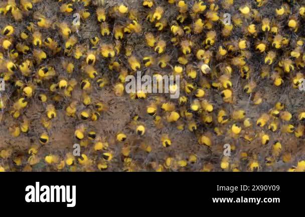 Spider spiderlings Stock Videos & Footage - HD and 4K Video Clips - Alamy