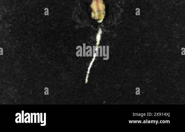 Timelapse sequence of a bean (Fabaceae) germinating and developing ...