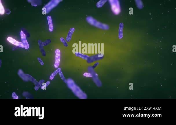 Animation of Mycobacterium leprae or Mycobacterium lepromatosis, a gram-positive bacteria which ...